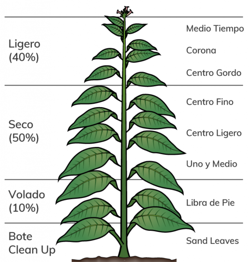 Anatomía de la planta de tabaco – Blog de Puros, Cigarros y Habanos