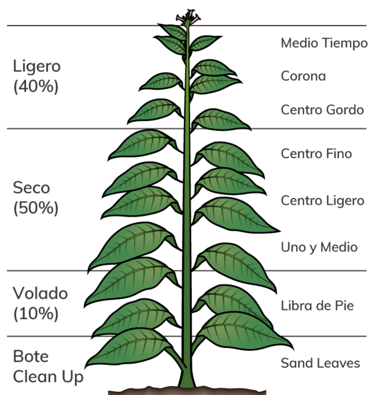 Anatomía de la planta de tabaco – Blog de Puros, Cigarros y Habanos